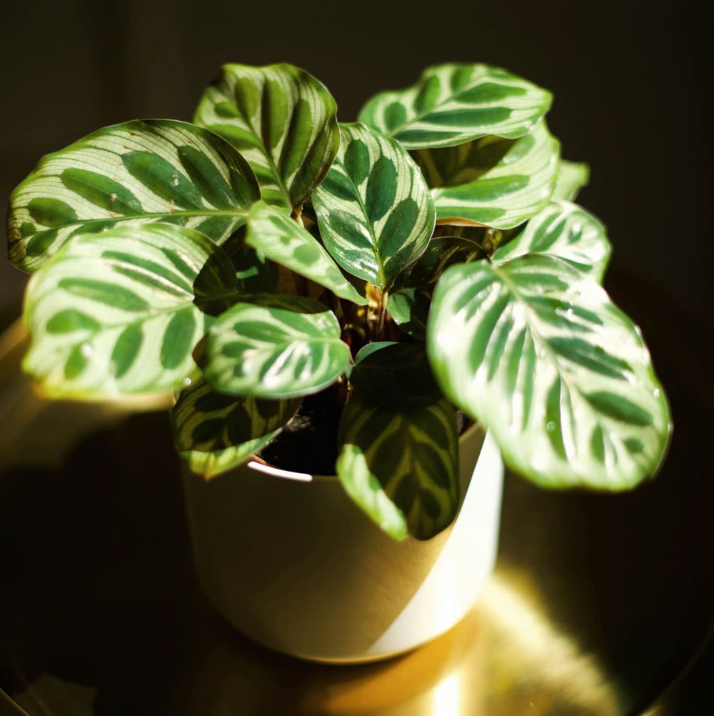 The 15 Best Houseplants for Home Decor | Planner 5D